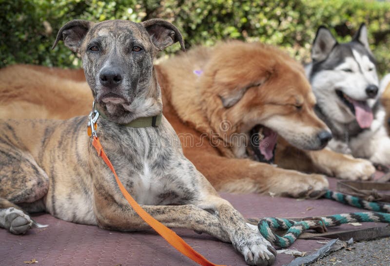3 Leashed Dogs Taking a Break from There Walk One is Looking at the ...
