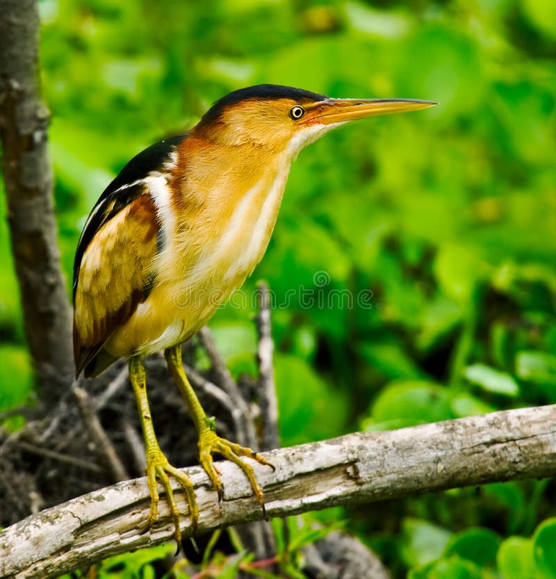 Least Bittern stock photo. Image of perched, river, houston - 5209908