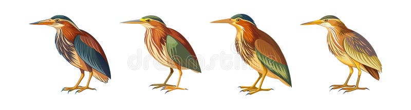 Least Bittern Bird Realistic Illustration Stock Vector - Illustration ...