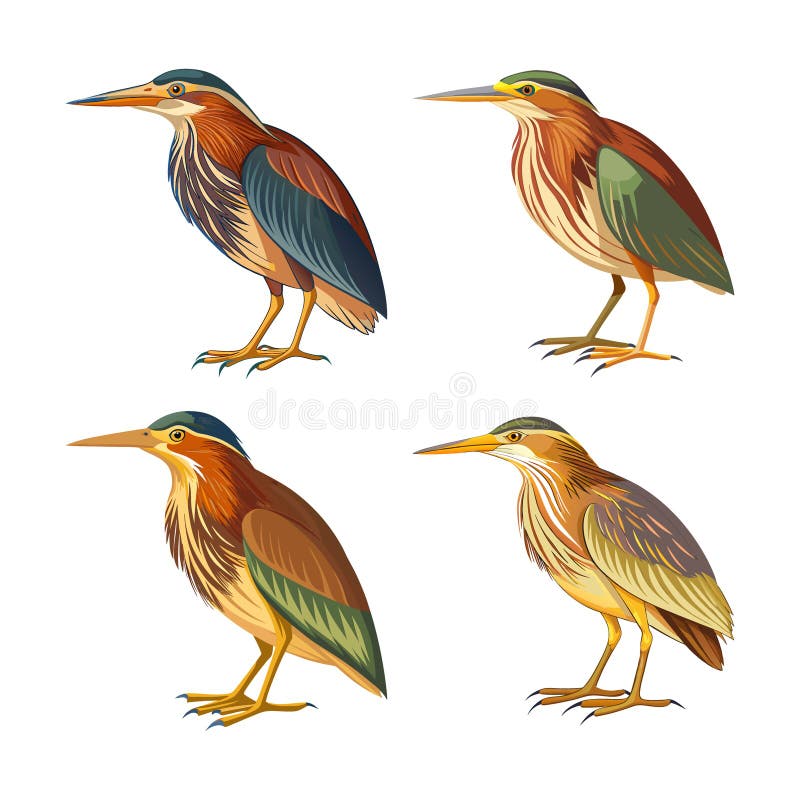 Least Bittern Bird Realistic Illustration Stock Vector - Illustration ...