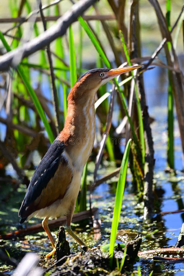 Least Bittern Bird Sits Perched in Reeds in a Marsh Stock Photo - Image ...
