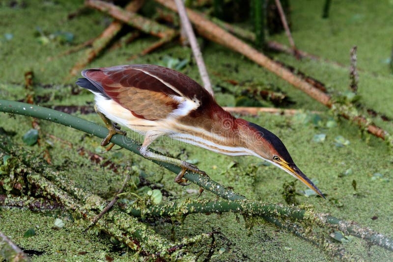 Least Bittern (Ixobrychus Exilis) Stock Image - Image of states ...