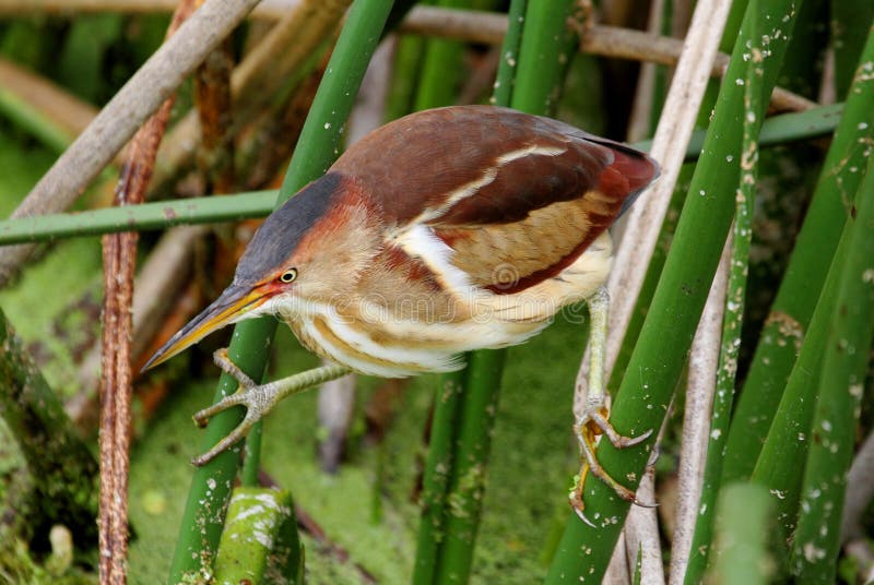 Least Bittern (Ixobrychus Exilis) Stock Photo - Image of florida ...