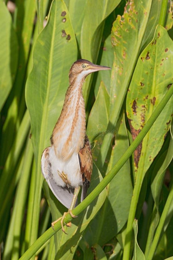 Least Bittern Ixobrychus Exilis Stock Photo - Image of nature ...