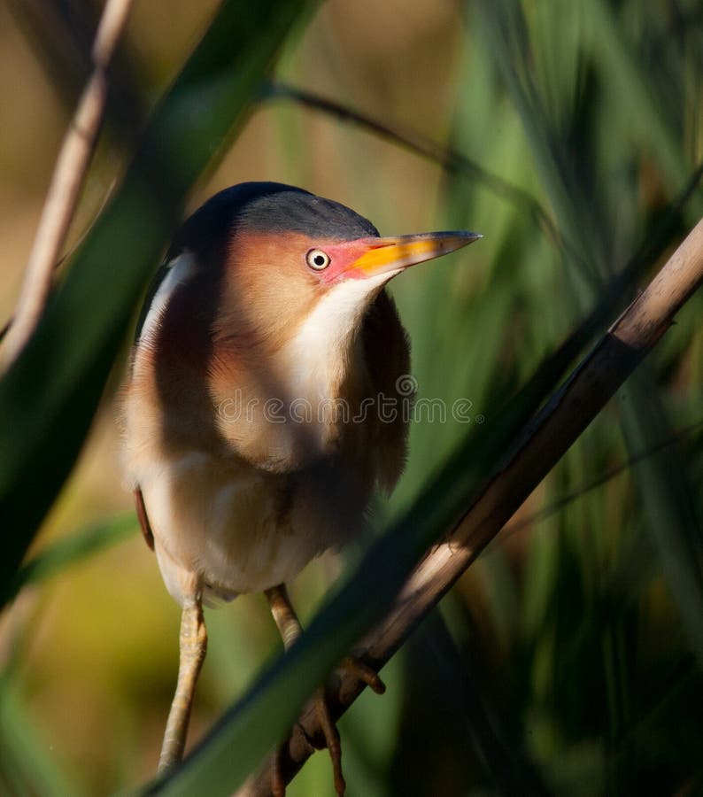 Least Bittern stock photo. Image of water, bittern, bird - 32169826