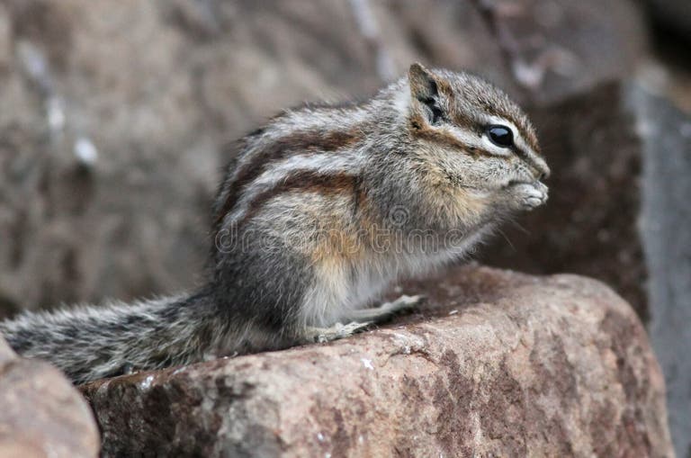 218 Least Chipmunk Stock Photos - Free & Royalty-Free Stock Photos from Dreamstime