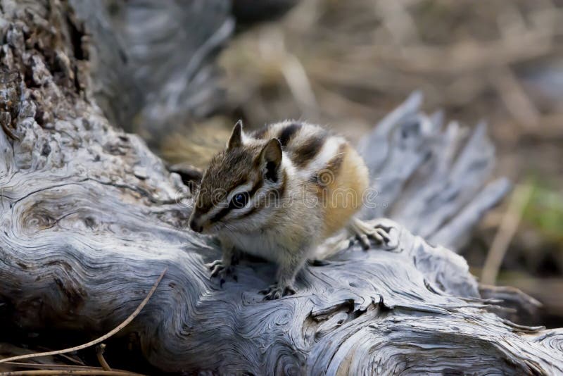 Least Chipmunk stock image. Image of river, nature, beautiful - 95535673
