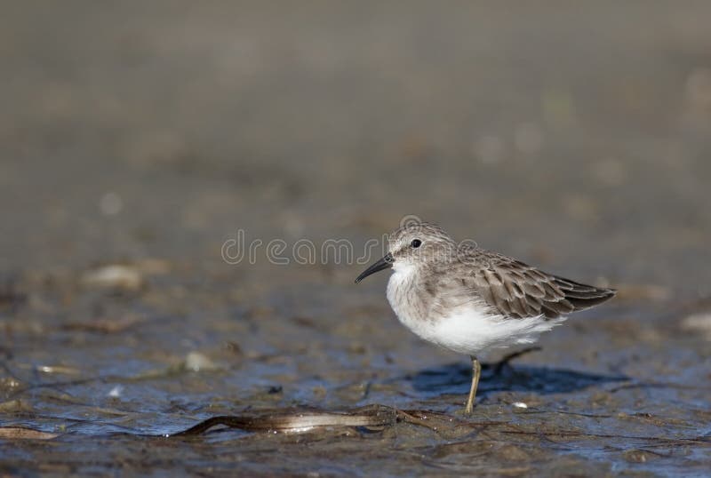 Sandpiper Shorebird stock photo. Image of view, small - 64422988