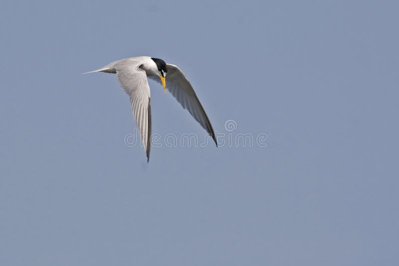 Least Tern, Sternula Antillarum, in Flight Stock Image - Image of ...