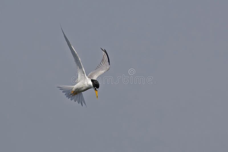Least Tern, Sternula Antillarum, Flying Stock Image - Image of migratory, fauna: 202749075