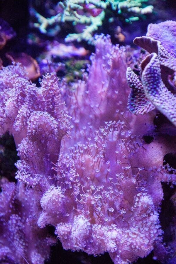 Leather coral Sinularia stock image. Image of ocean - 121166007