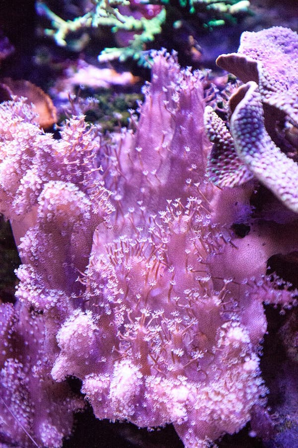 Sinularia Leather Coral Stock Photos - Free & Royalty-Free Stock Photos ...