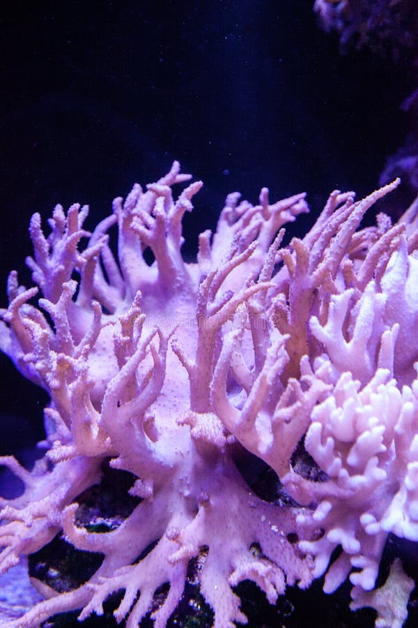 Leather coral Sinularia stock photo. Image of marine - 121166062