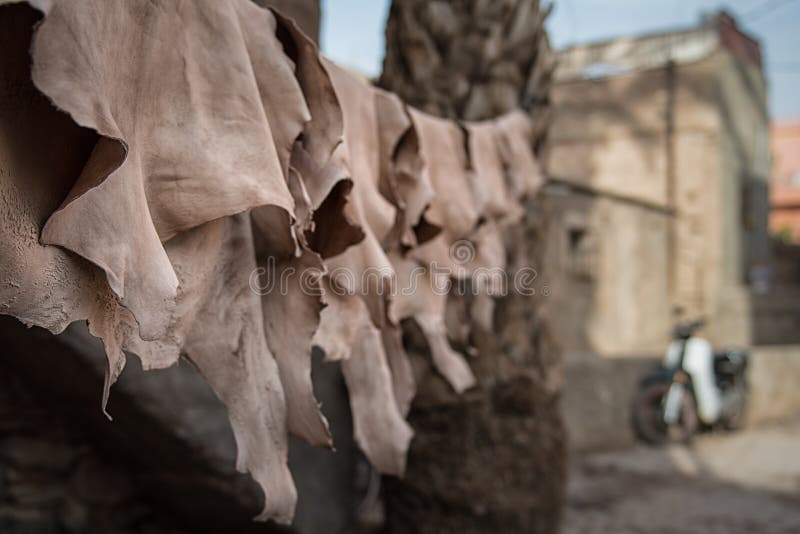 Leather Hanging To Dry on a Line in a Marrakech Tannery Stock Image ...