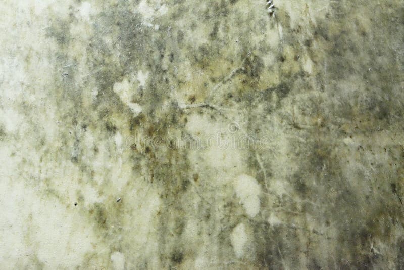 Membrane Texture Stock Photos - Download 1,711 Royalty Free Photos