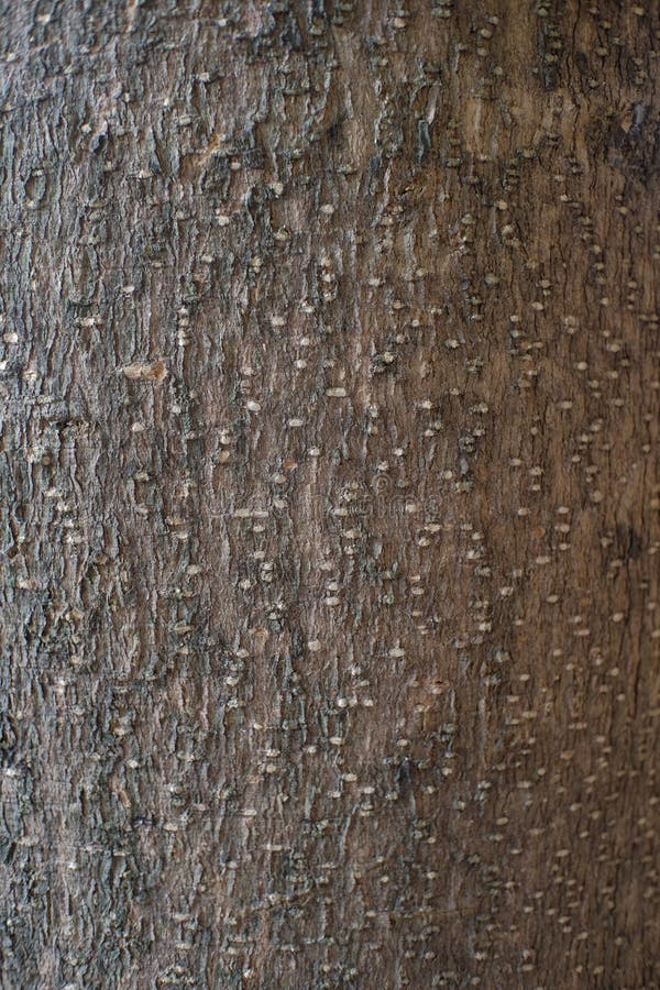 Leather Surface on Tree Trunks Stock Image - Image of wood, pattern ...