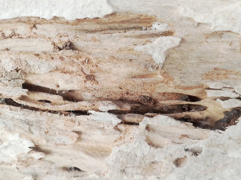 Leather wood grain stock image. Image of pine, indonesian - 329397511