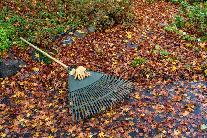 Leather Work Gloves and Plastic Rake with Lots of Wet Maple Leaves ...