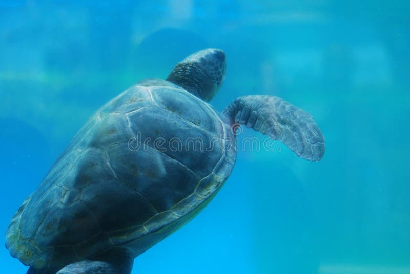 Leatherback Sea Turtle Swimming Underwater Stock Photo - Image of ...