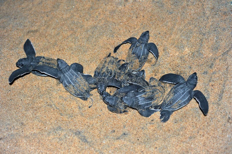 Leatherback turtle female stock image. Image of beach - 24930915