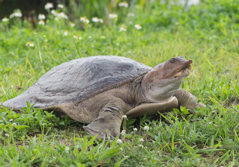 Smooth softshell turtle stock photo. Image of mississippi - 15863814