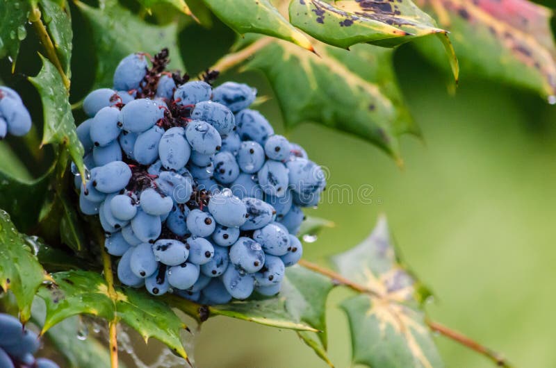 Leatherleaf Mahonia Berries Stock Photo - Image of growing, blooming ...