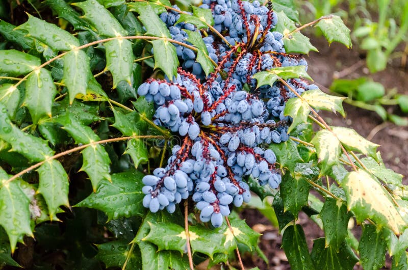 Leatherleaf Mahonia Berries Stock Photo - Image of growing, mulch: 95734968