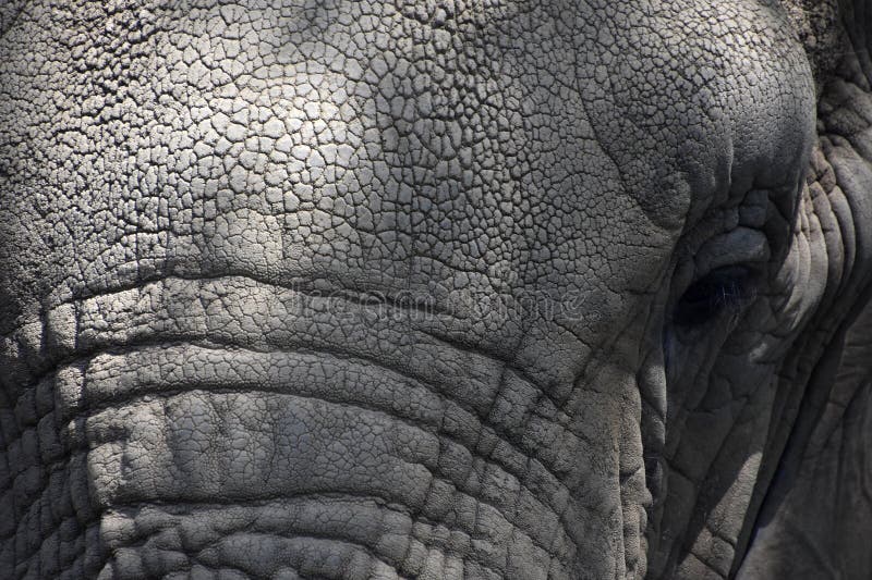 Leathery Wrinkled Skin of an Elephant Up Close Stock Image - Image of ...