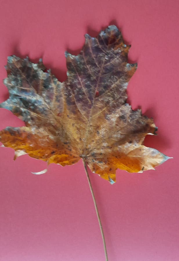 Leave of Autumn Isolated on Pink Background Stock Photo - Image of ...