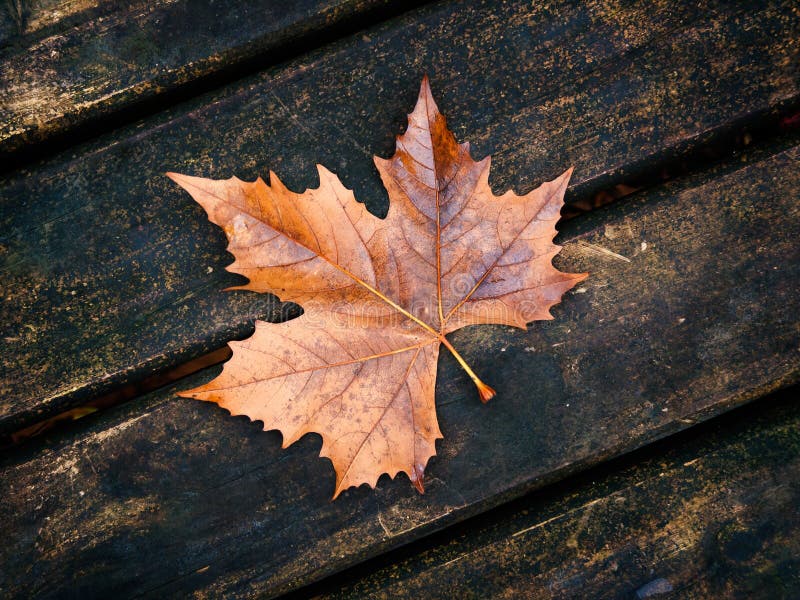 Leave background stock photo. Image of colored, park - 35807088