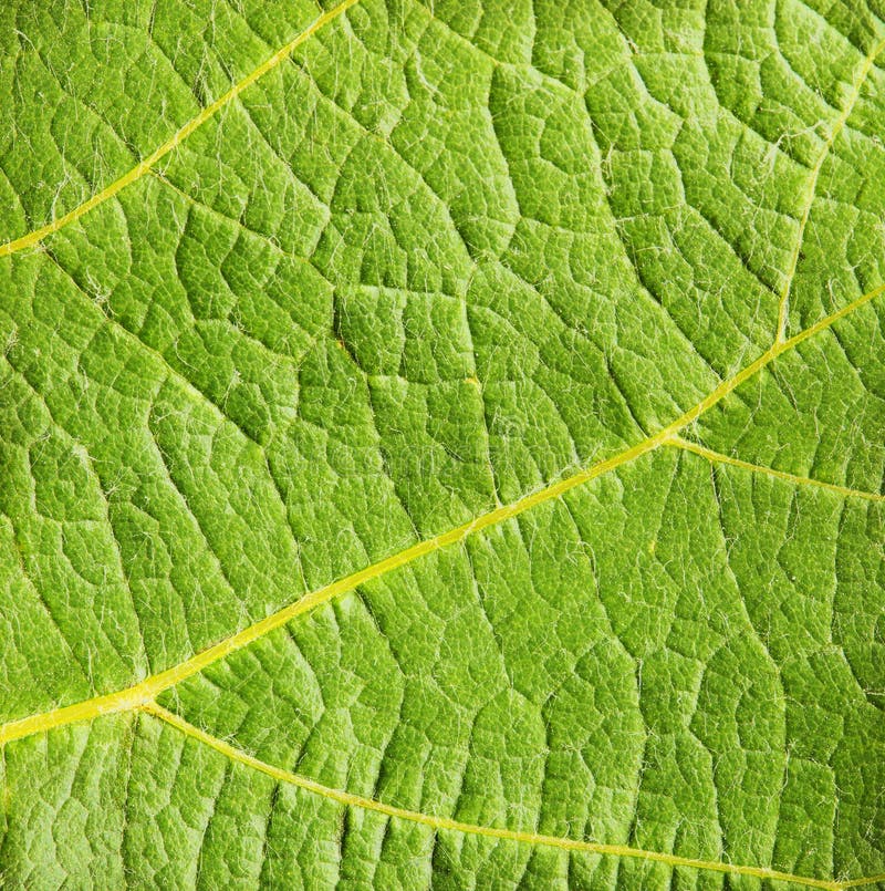 Leave stock image. Image of detail, pattern, organic - 60704277