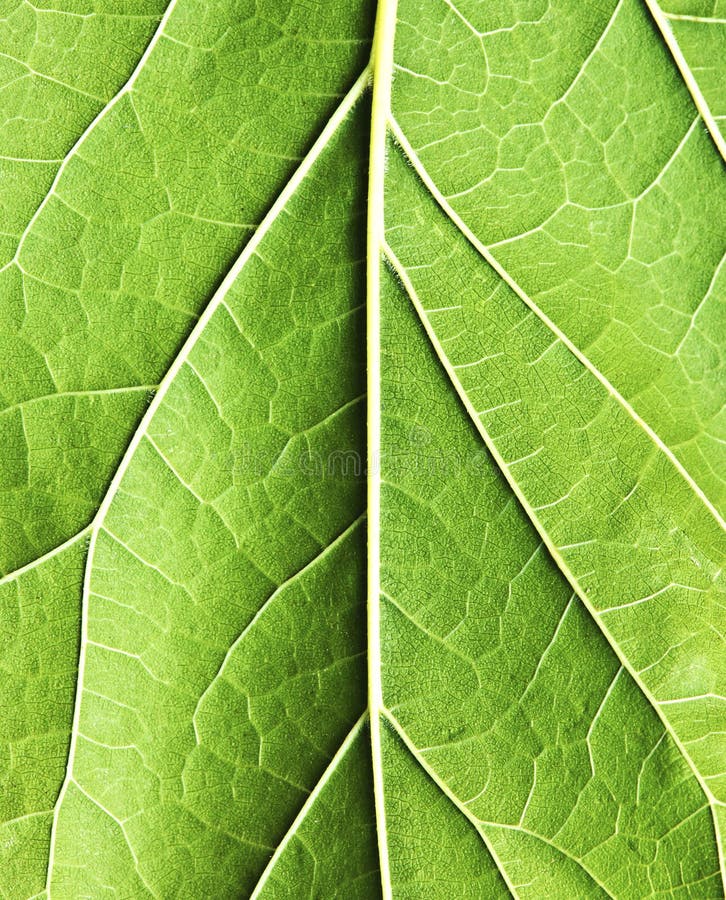 Leave stock photo. Image of design, concept, season, foliage - 60704316