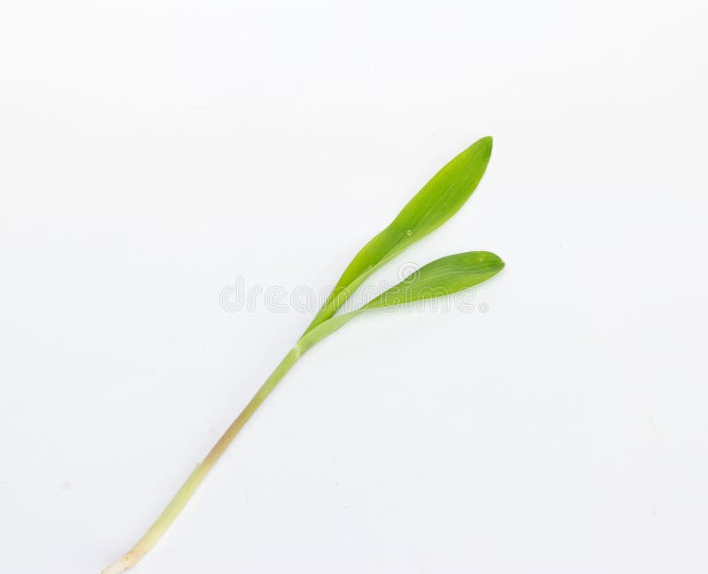 Leave of Corn Isolated on White Backgrounds, One Leaf of Corn Stock ...