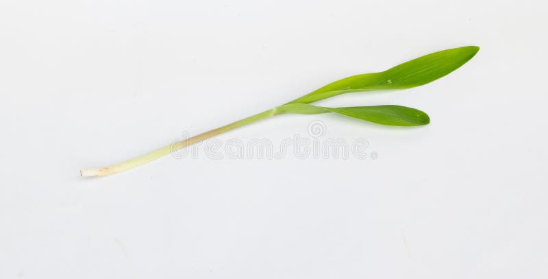 Leave of Corn Isolated on White Backgrounds, One Leaf of Corn Stock ...