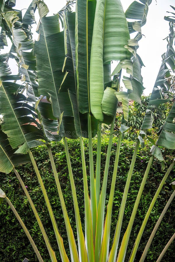 African Fan Palm Tree Stock Illustrations – 18 African Fan Palm Tree ...