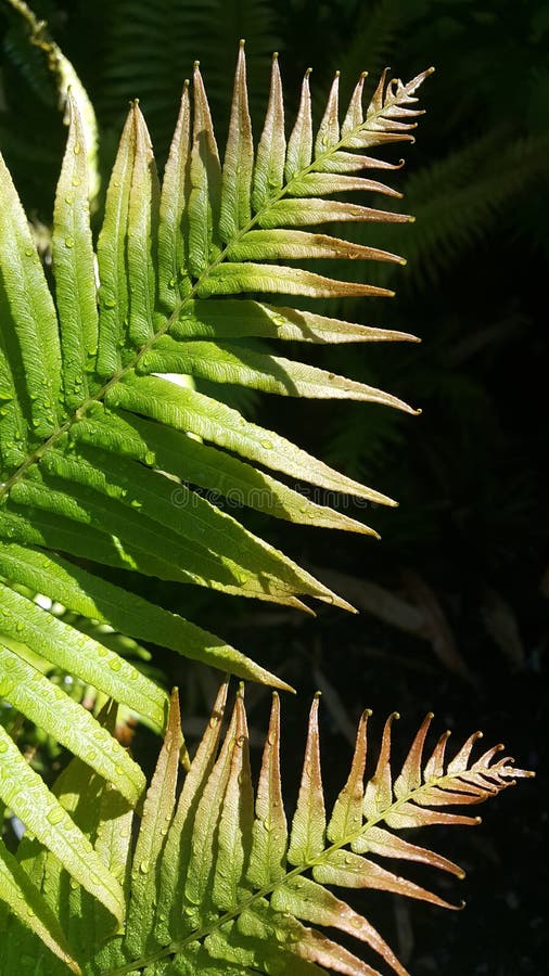 Leave fern stock image. Image of leave, forest, green - 55072931