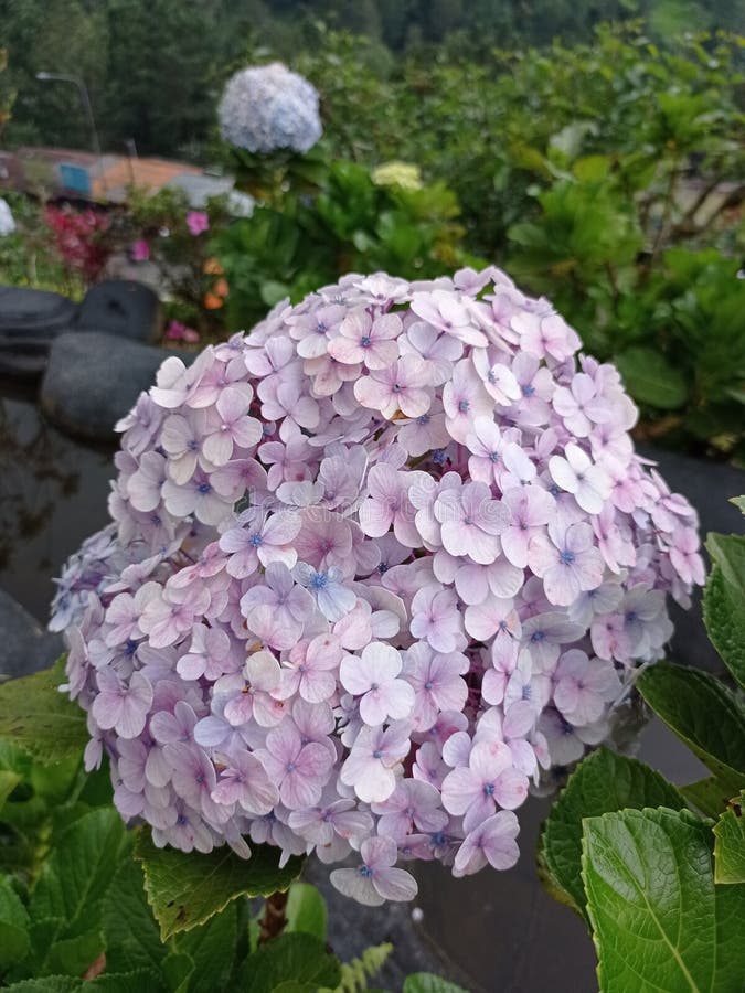 Leave flower garden stock photo. Image of violet, lavender - 264244944