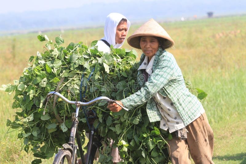 Leave for fooder editorial stock photo. Image of leaves - 49257548
