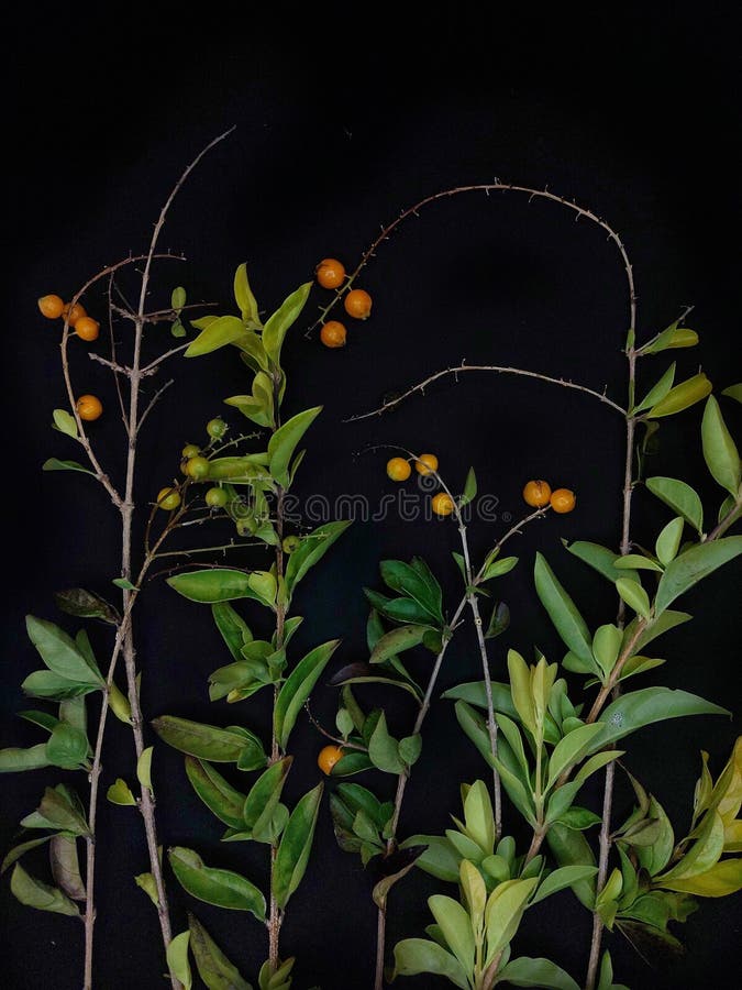 The Leave and Fruit on the Background. Stock Photo - Image of produce ...