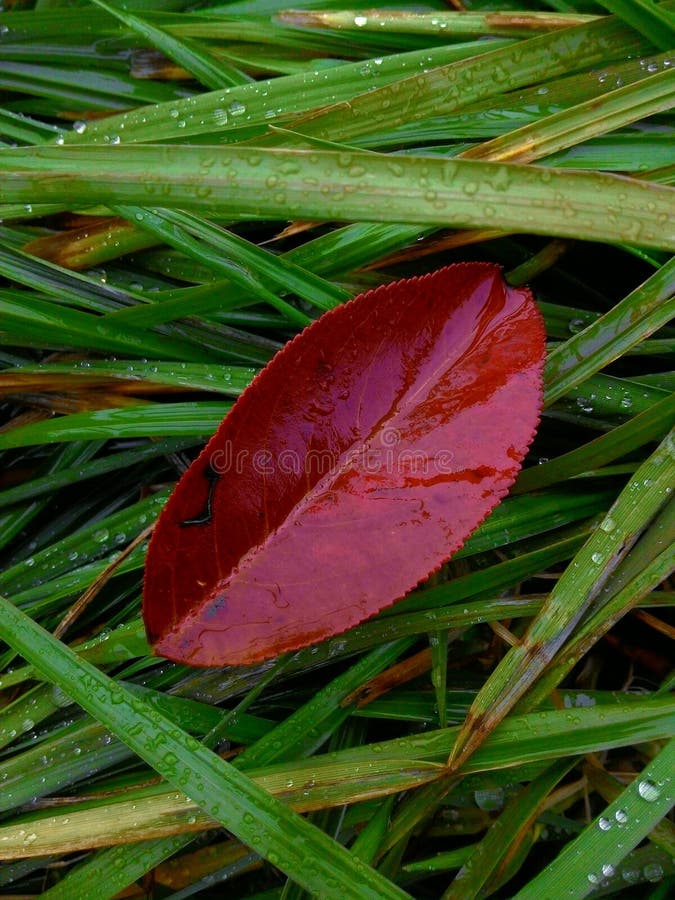 Leave on grass stock photo. Image of water, greenery - 129526234