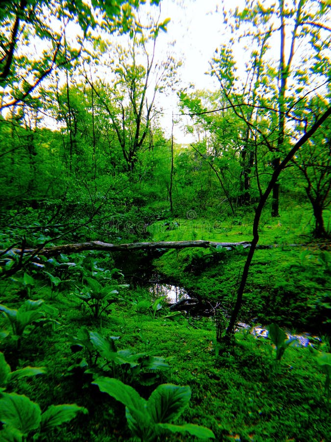 Leave of green stock image. Image of nature, leave, tree - 176254971