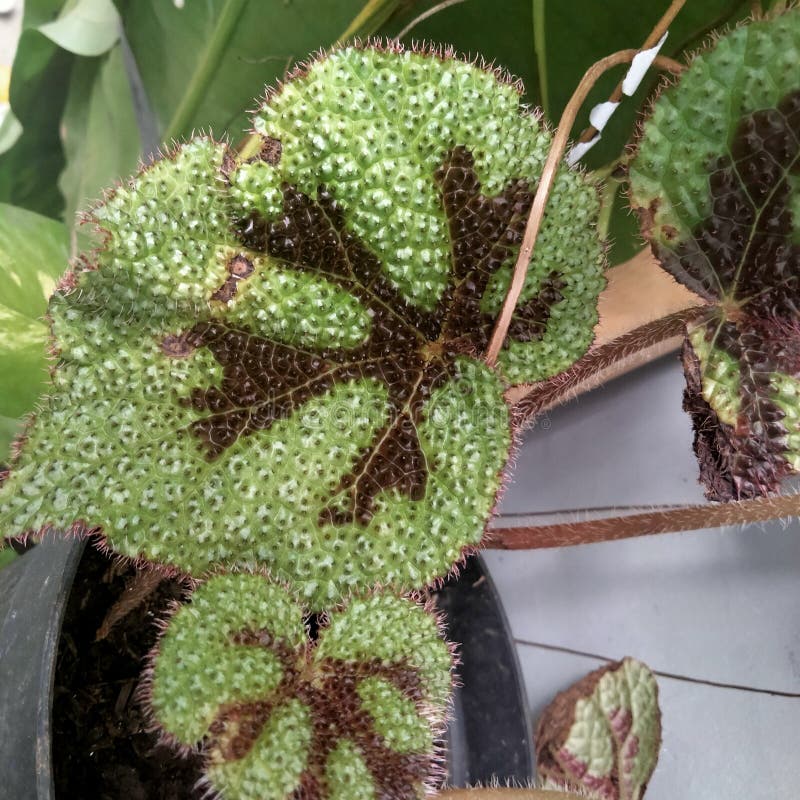 Leave green begonia stock image. Image of plant, fruit - 266068609