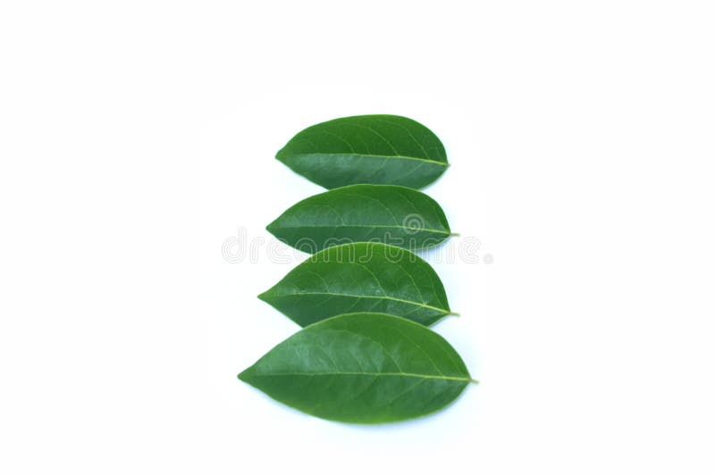 Leave green stock photo. Image of apple, branch, color - 73685236