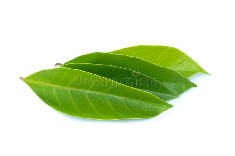 Leave green stock photo. Image of isolated, branch, color - 73685762