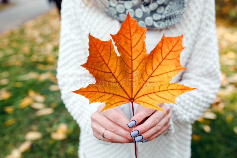 Leave in hands stock photo. Image of design, plants, fall - 50414298