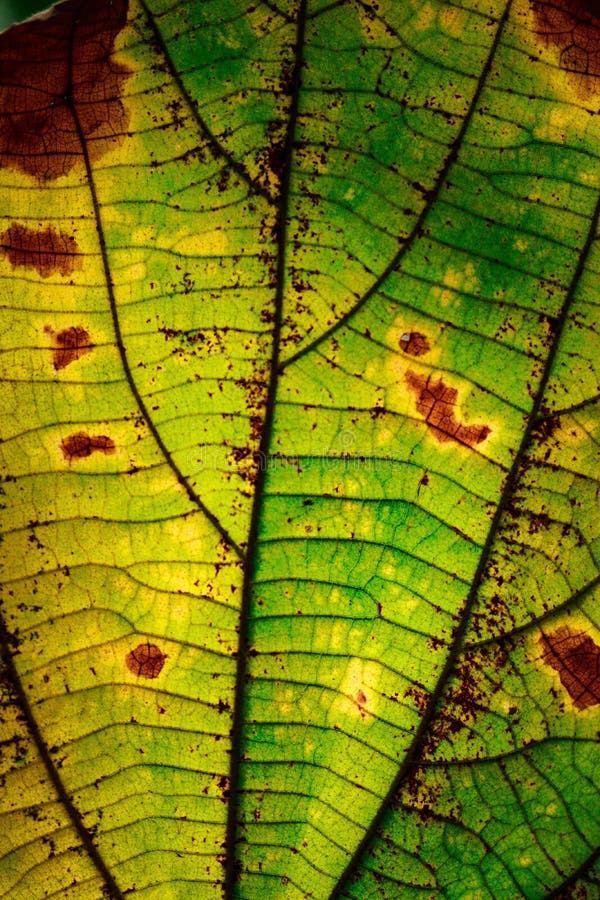 The Leave is Held Against the Sun so You Can Clear See the Vein ...