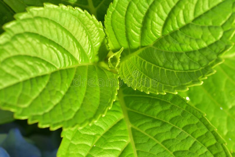 Leave Hydrangea Closeup Micro Art Stock Image - Image of northeast ...