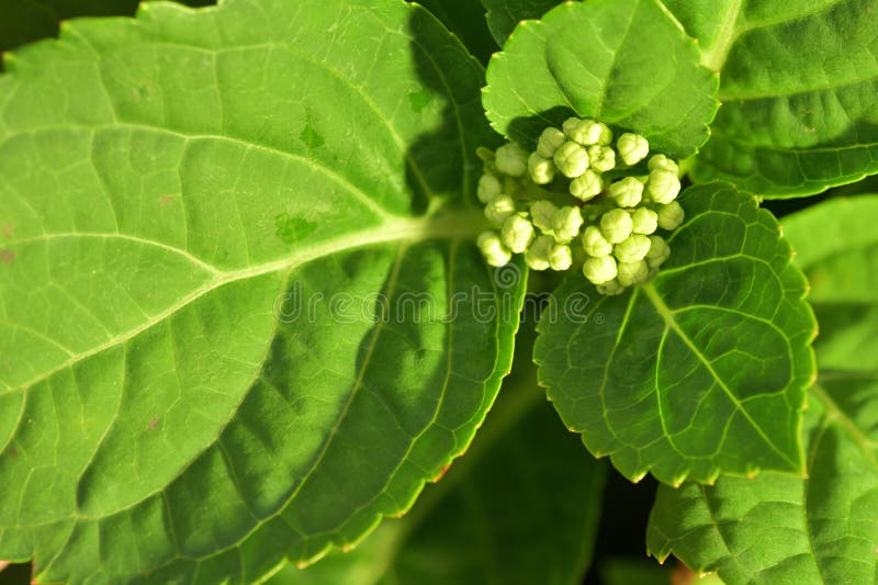 Leave Hydrangea Closeup Micro Art Stock Photo - Image of pink, drops ...