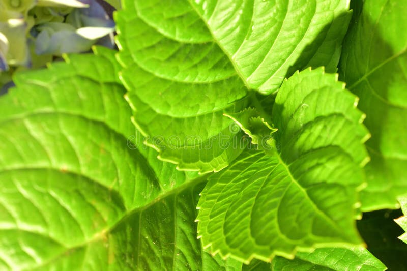 Leave Hydrangea Closeup Micro Art Stock Image - Image of micro, pink ...