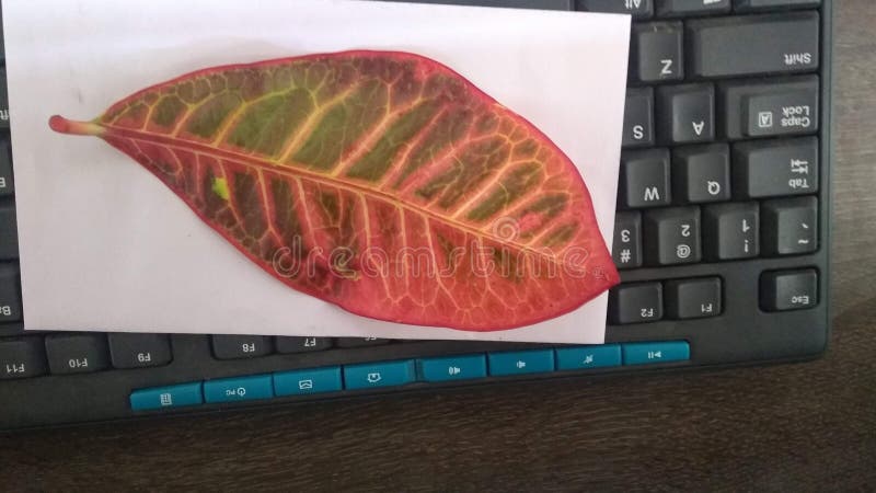 Leaf Lying in the Computer Keyboard Stock Photo - Image of technolgy ...